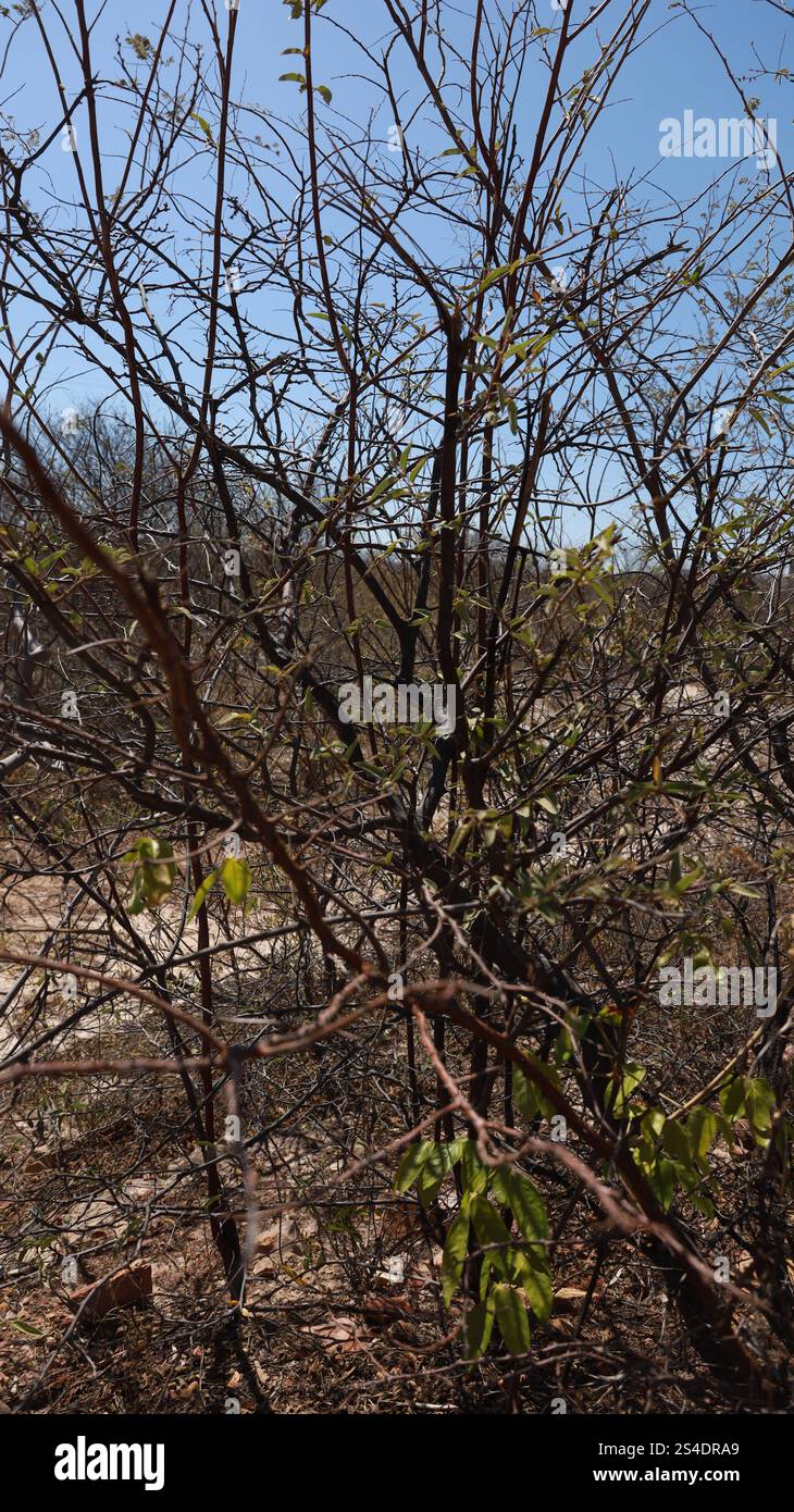 dry branches of the caatinga barra, bahia, brazil - october 1, 2023 ...
