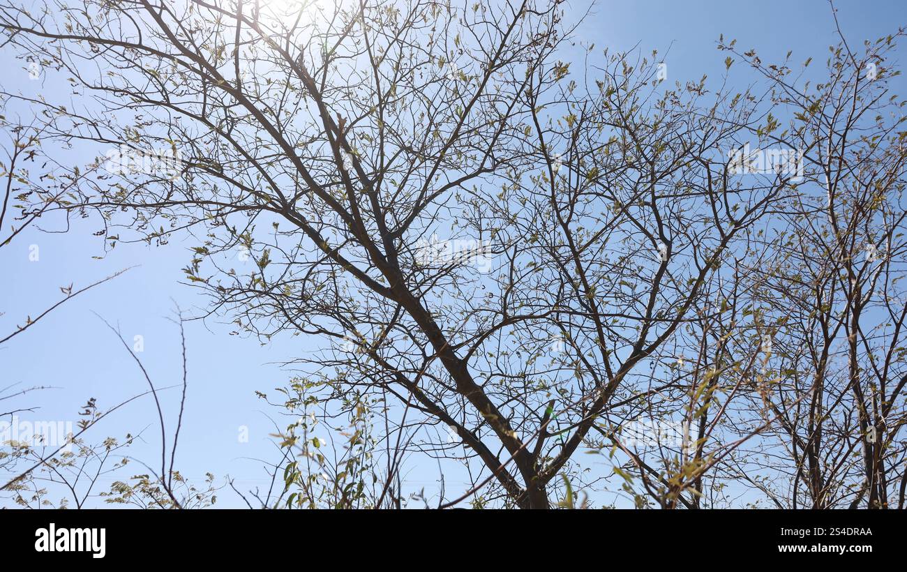 dry branches of the caatinga barra, bahia, brazil - october 1, 2023 ...
