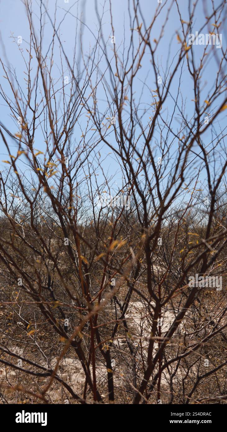dry branches of the caatinga barra, bahia, brazil - october 1, 2023 ...