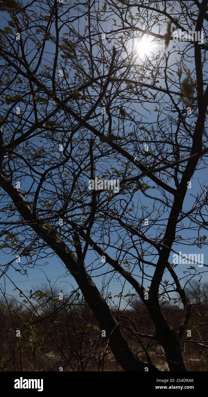 dry branches of the caatinga barra, bahia, brazil - october 1, 2023 ...