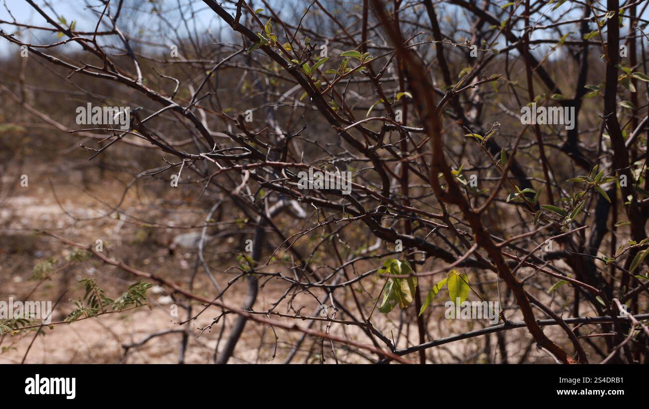 dry branches of the caatinga barra, bahia, brazil - october 1, 2023 ...
