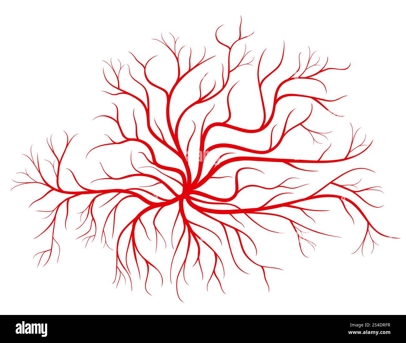 Human blood veins, red vessels vector illustration. Blood vessel and ...