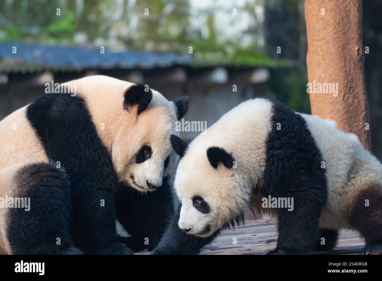CHONGQING, CHINA - JANUARY 11, 2025 - Giant pandas play at Chongqing ...