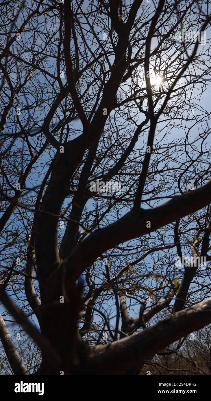 dry branches of the caatinga barra, bahia, brazil - october 1, 2023 ...