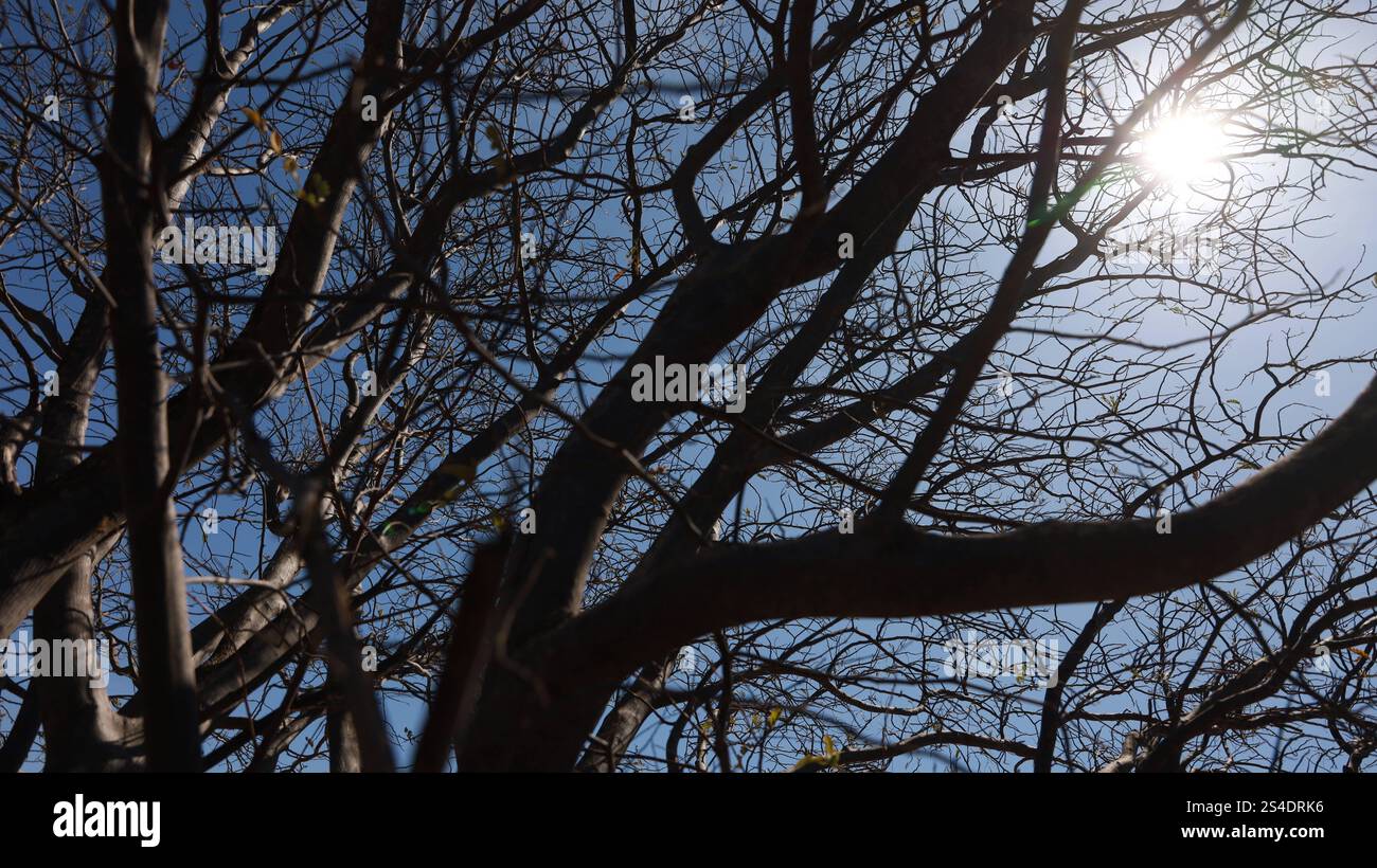 dry branches of the caatinga barra, bahia, brazil - october 1, 2023 ...