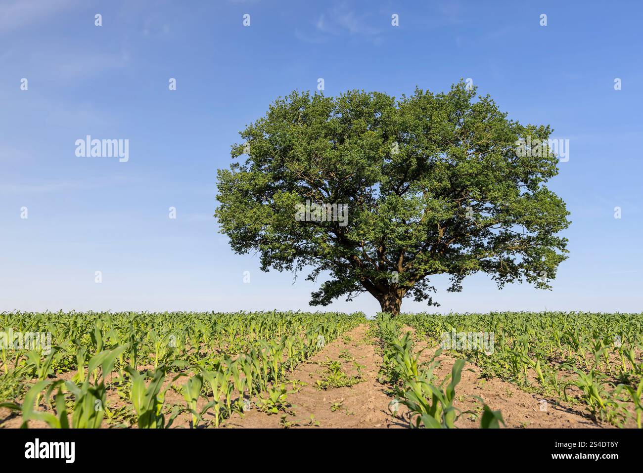 a lone oak in a green cornfield with young sweet corn plants, one oak ...