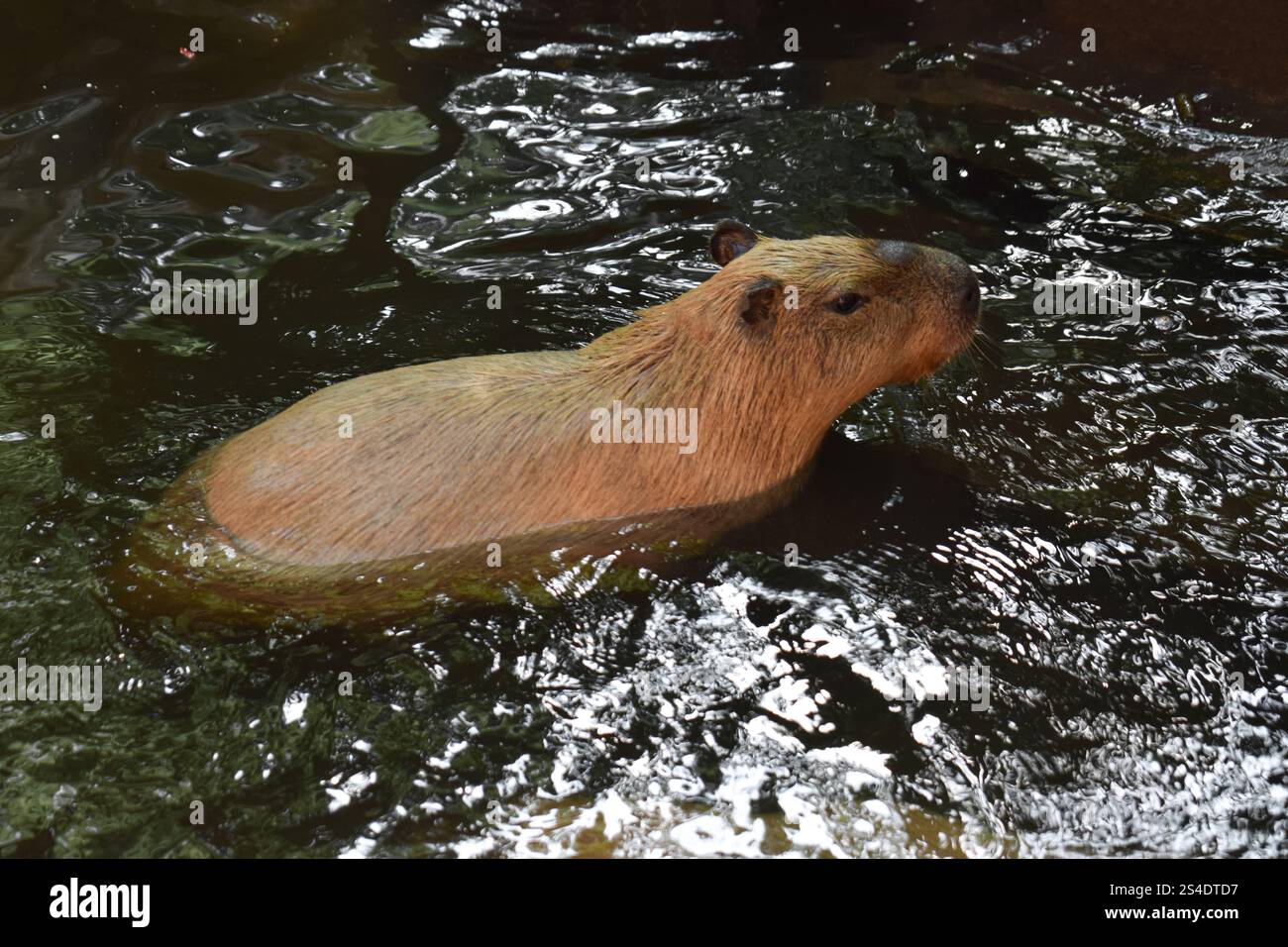 Capybara hydrochoerus hydrochaeris bathing hi-res stock photography and ...