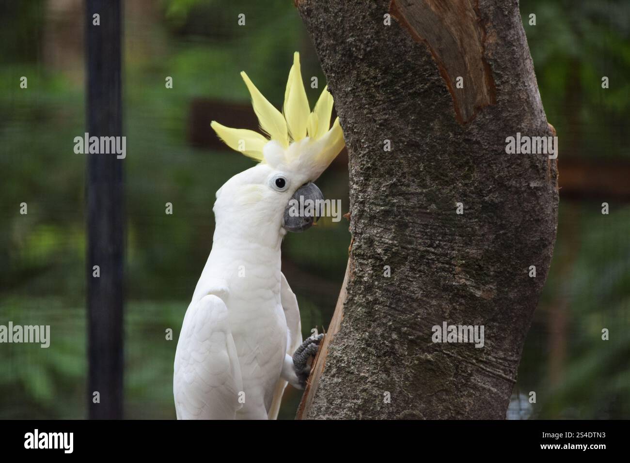 Yellow Crested Cockatoo (Cacatua sulphurea) sitting on a tree branch ...