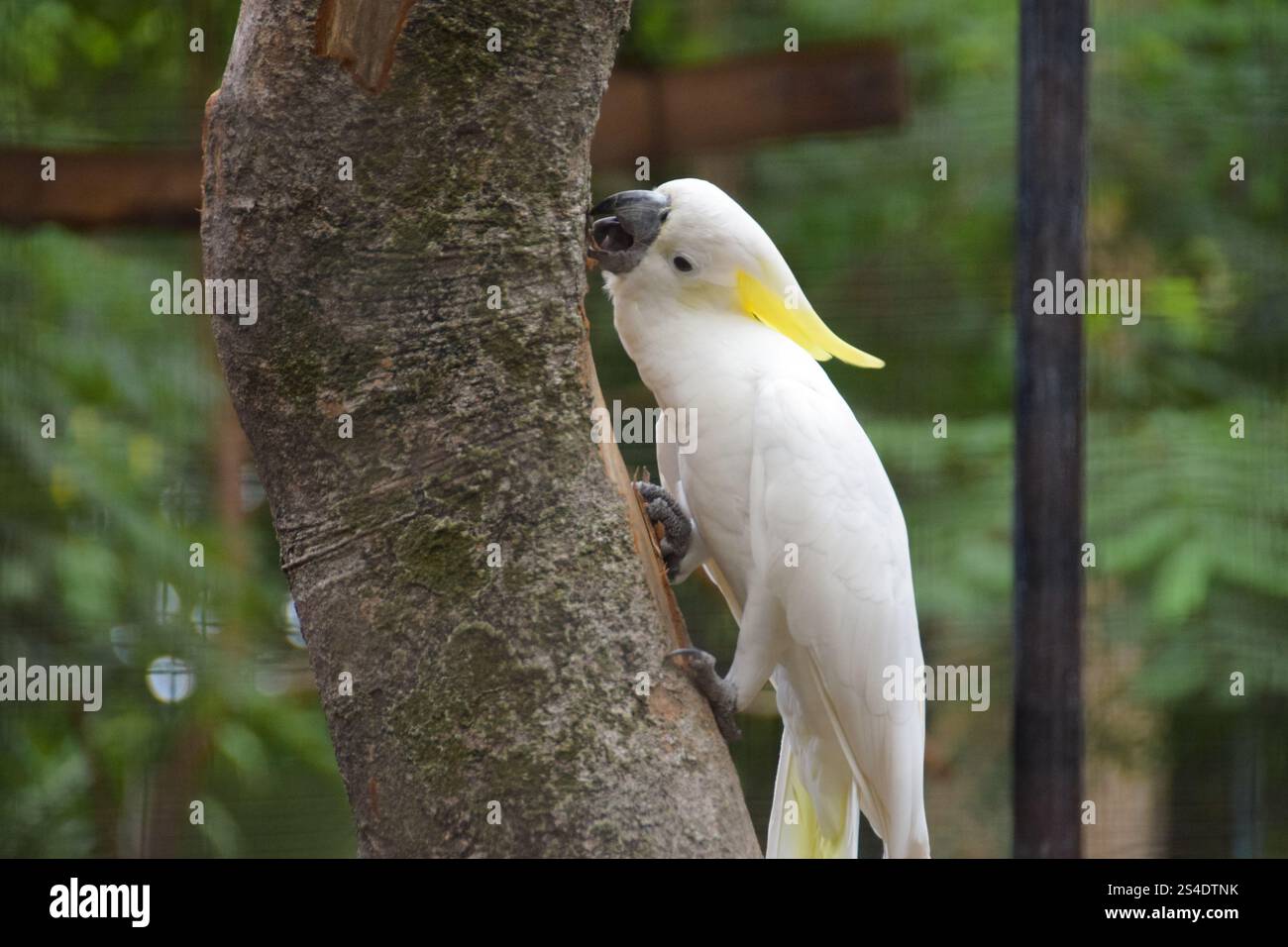 Yellow Crested Cockatoo (Cacatua sulphurea) sitting on a tree branch ...