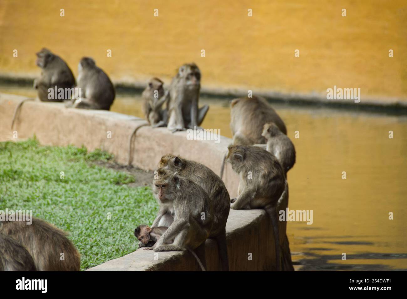 Macaca fascicularis (long-tailed monkey). Close up detail of long ...