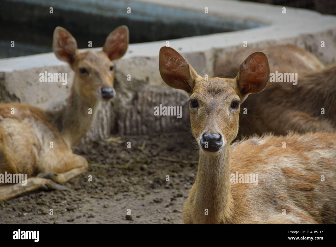 Rusa timorensis (Javan rusa). Rusa timorensis are spread from Java ...