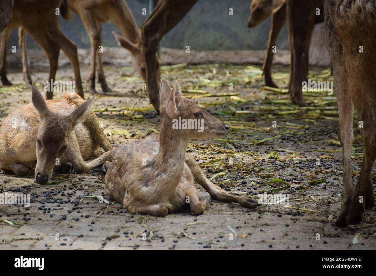 Rusa timorensis (Javan rusa). Rusa timorensis are spread from Java ...