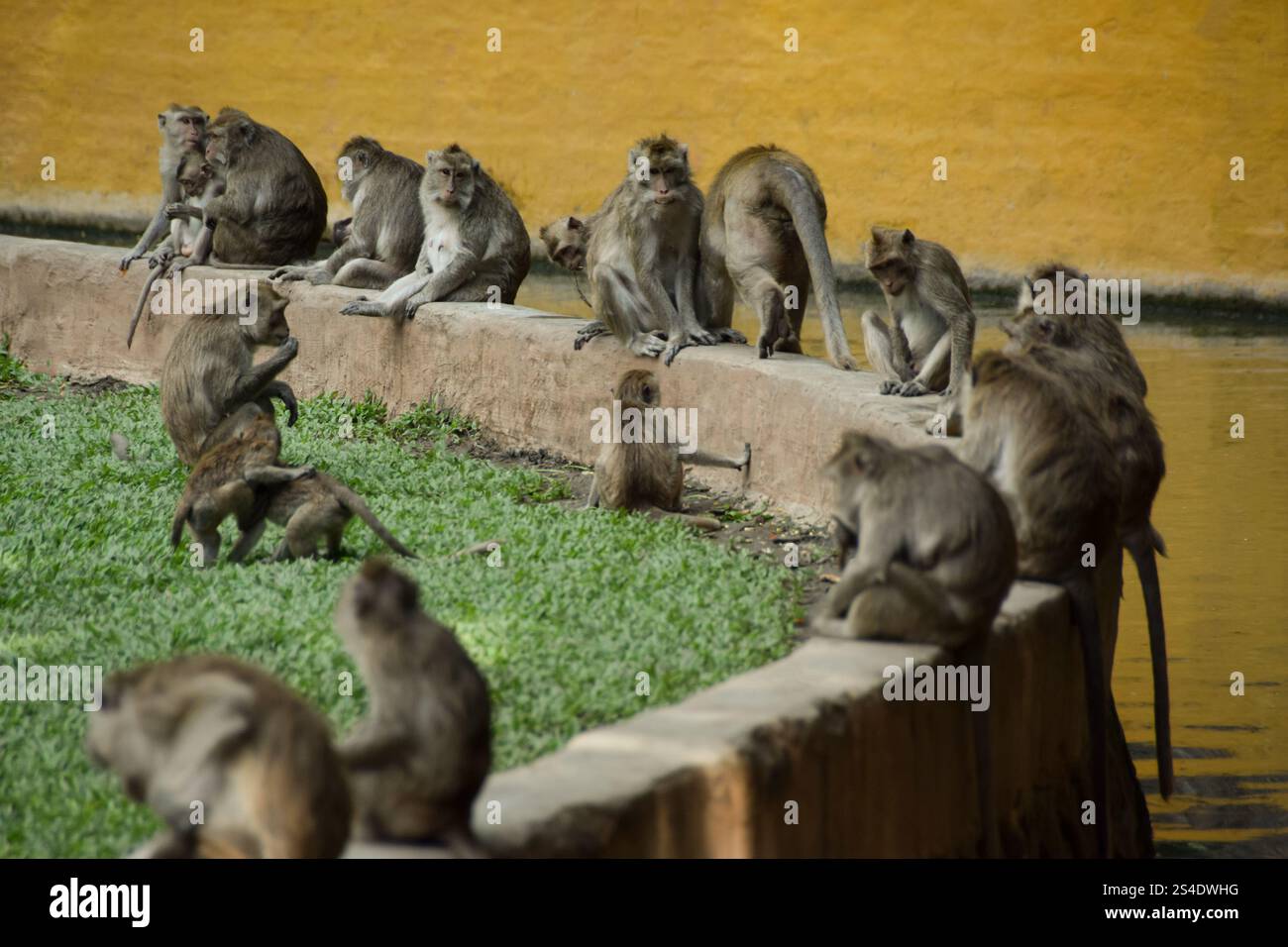 Macaca fascicularis (long-tailed monkey). Close up detail of long tailed monkey. A crowd of ...