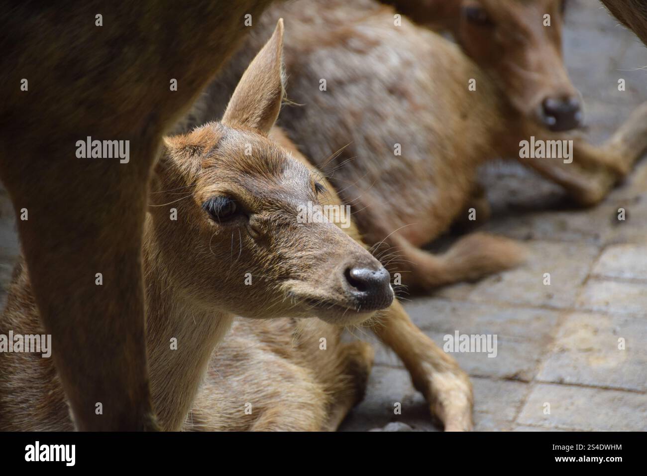 Rusa timorensis (Javan rusa). Rusa timorensis are spread from Java ...