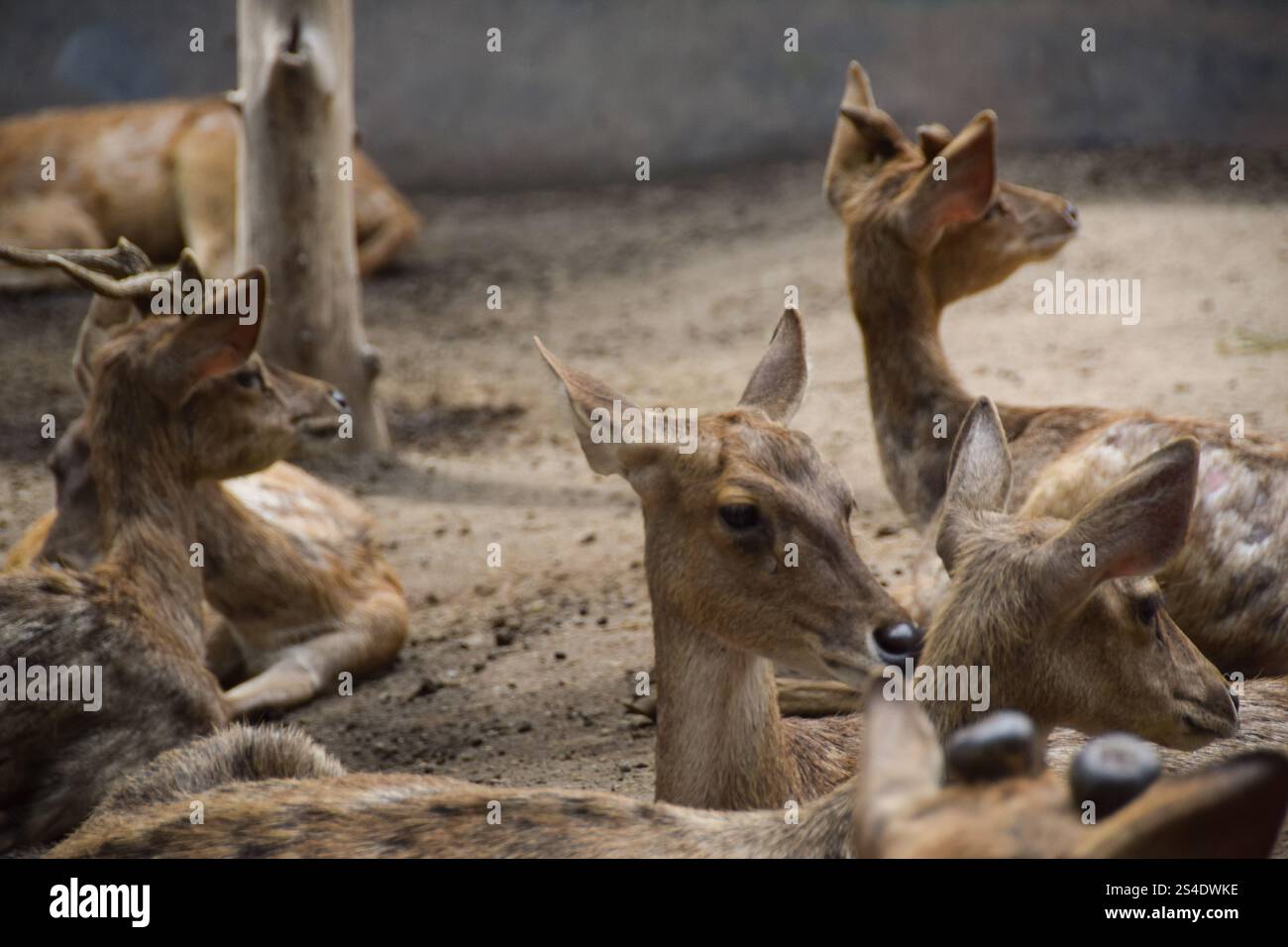 Rusa timorensis (Javan rusa). Rusa timorensis are spread from Java ...