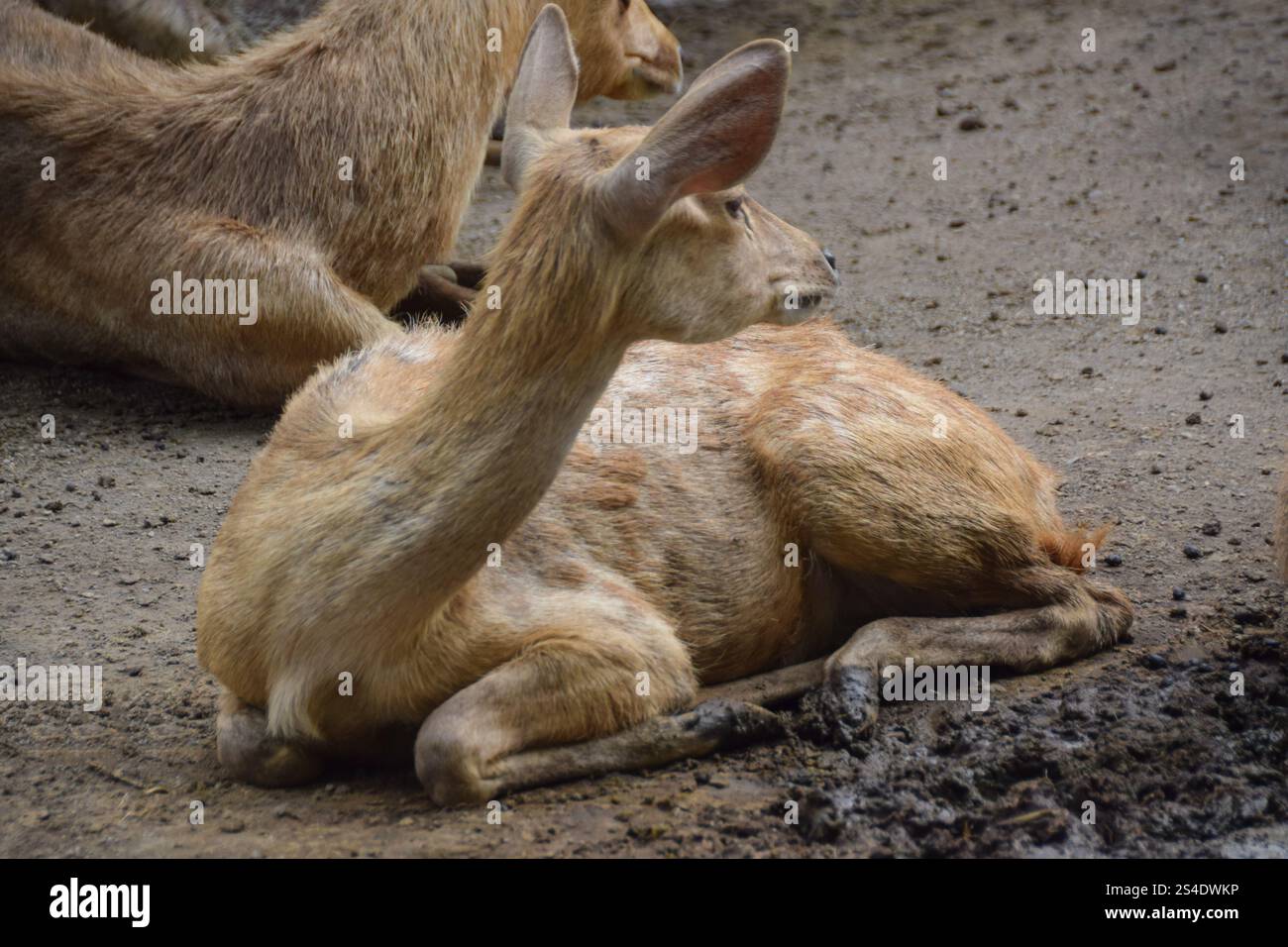 Rusa timorensis (Javan rusa). Rusa timorensis are spread from Java ...