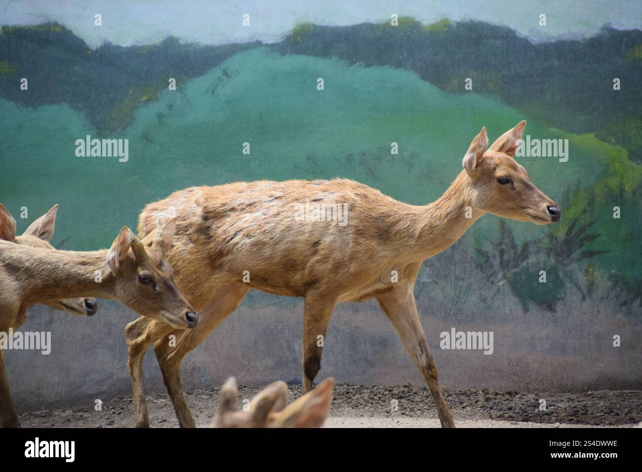 Rusa timorensis (Javan rusa). Rusa timorensis are spread from Java ...