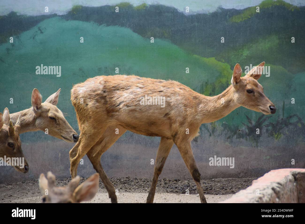 Rusa timorensis (Javan rusa). Rusa timorensis are spread from Java ...