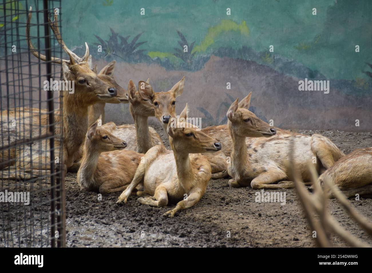 Rusa timorensis (Javan rusa). Rusa timorensis are spread from Java ...
