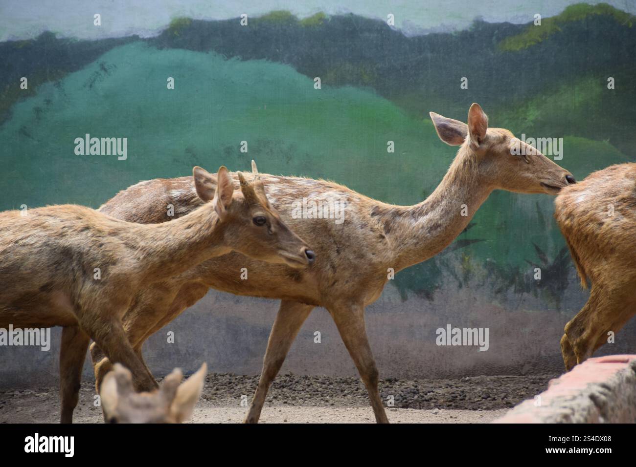 Rusa timorensis (Javan rusa). Rusa timorensis are spread from Java ...