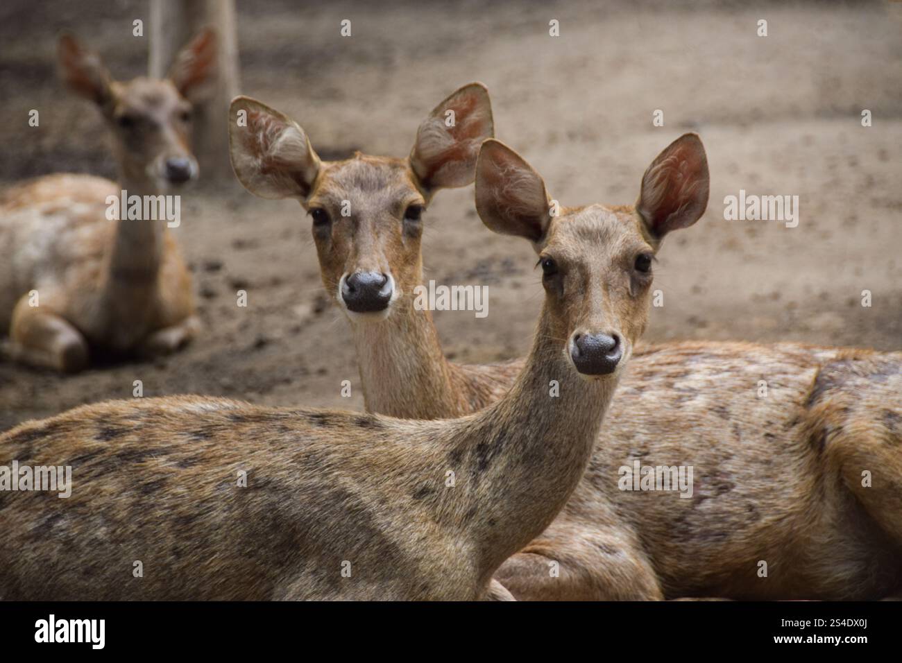 Rusa timorensis (Javan rusa). Rusa timorensis are spread from Java ...
