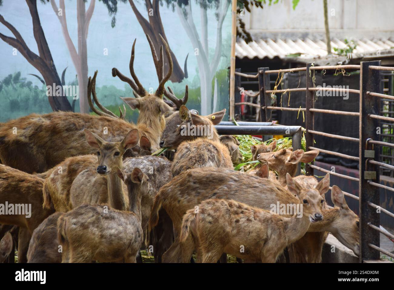 Rusa timorensis (Javan rusa). Rusa timorensis are spread from Java ...