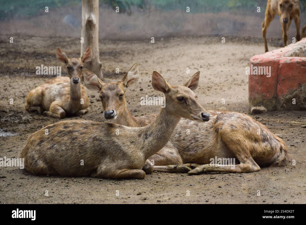 Rusa timorensis (Javan rusa). Rusa timorensis are spread from Java ...