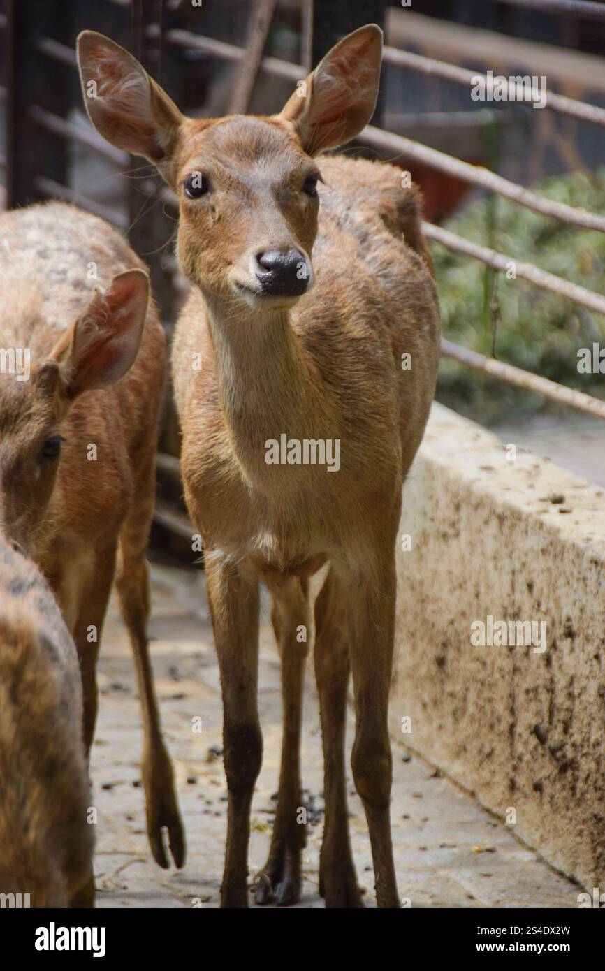 Rusa timorensis (Javan rusa). Rusa timorensis are spread from Java ...