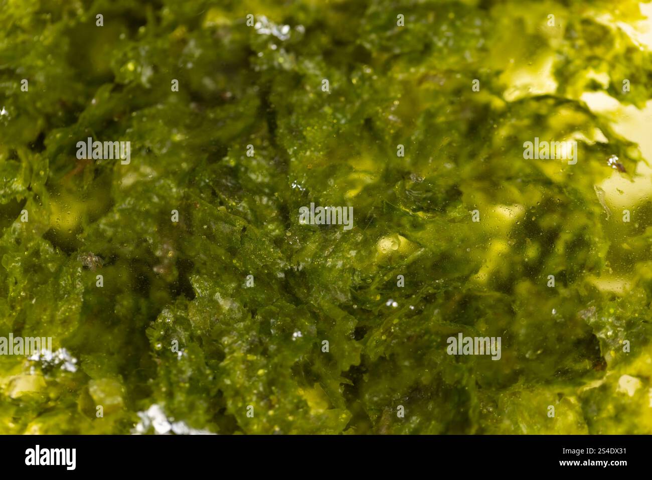 thin fried green algae, natural green algae that are used to prepare ...