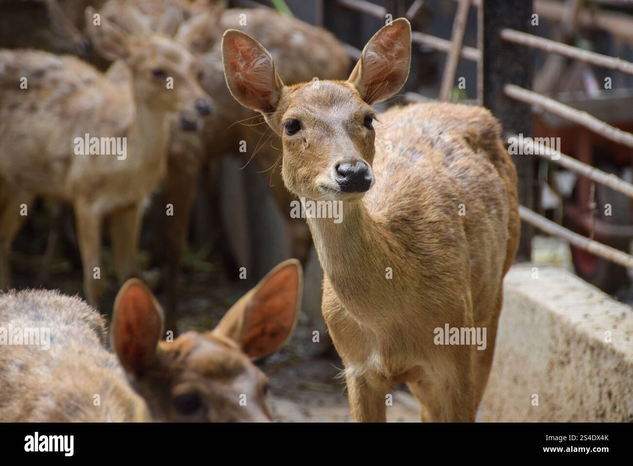 Rusa timorensis (Javan rusa). Rusa timorensis are spread from Java ...