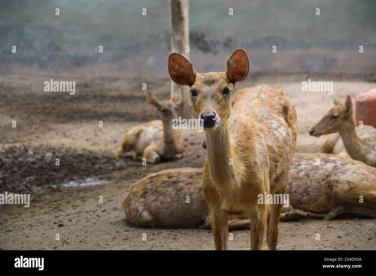 Rusa timorensis (Javan rusa). Rusa timorensis are spread from Java ...