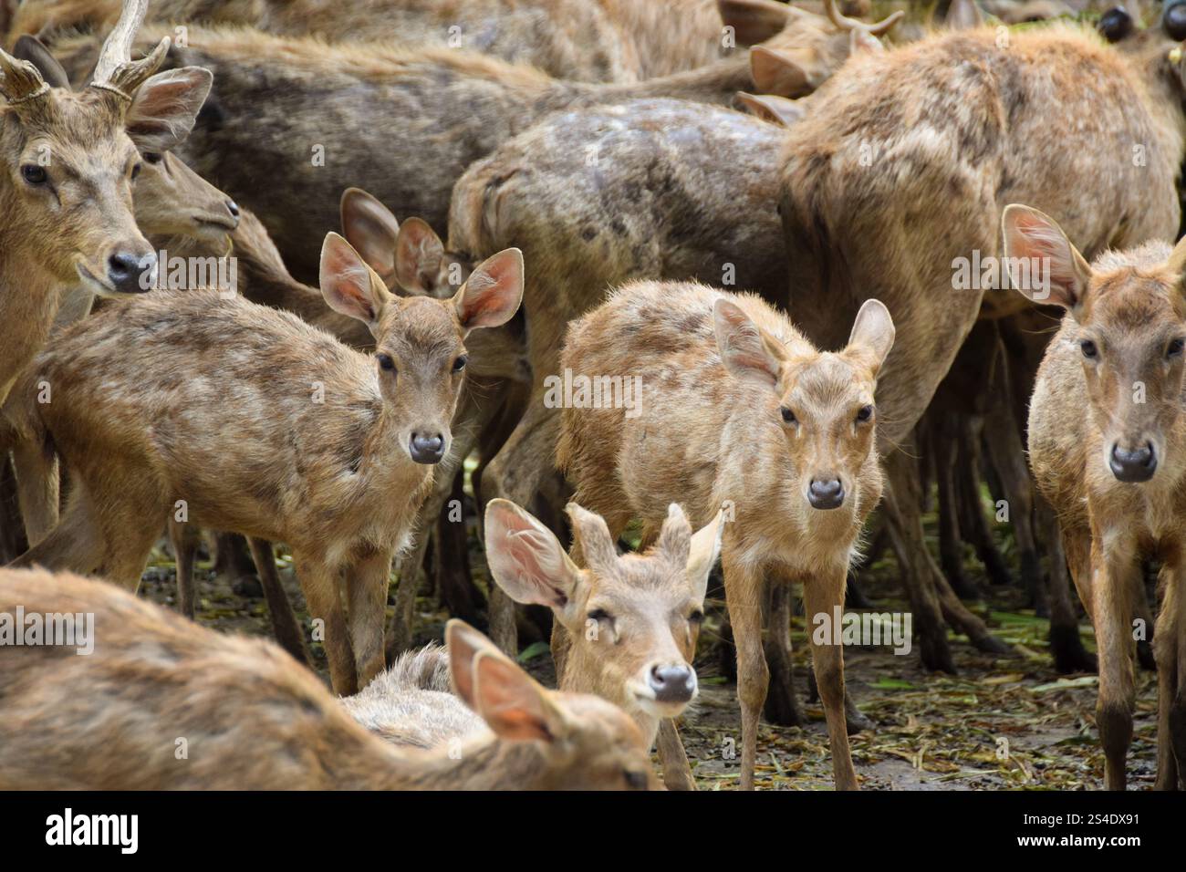 Rusa timorensis (Javan rusa). Rusa timorensis are spread from Java ...