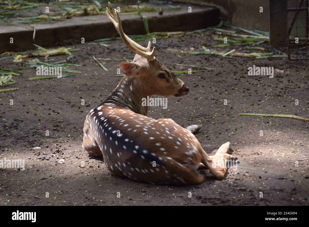 Chital or cheetal, Axis axis, spotted deers or axis deer in zoo Stock ...