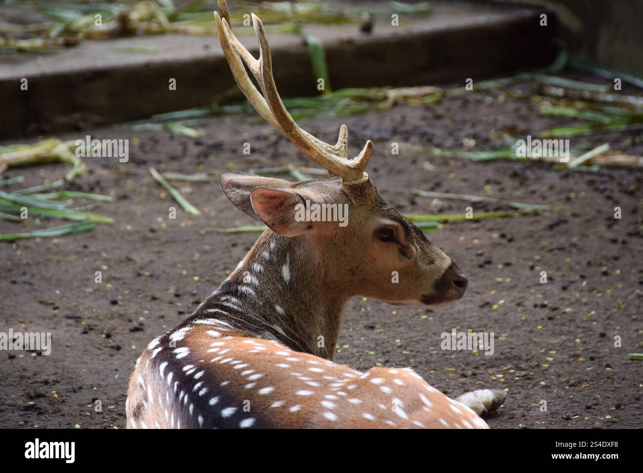 Chital or cheetal, Axis axis, spotted deers or axis deer in zoo Stock ...