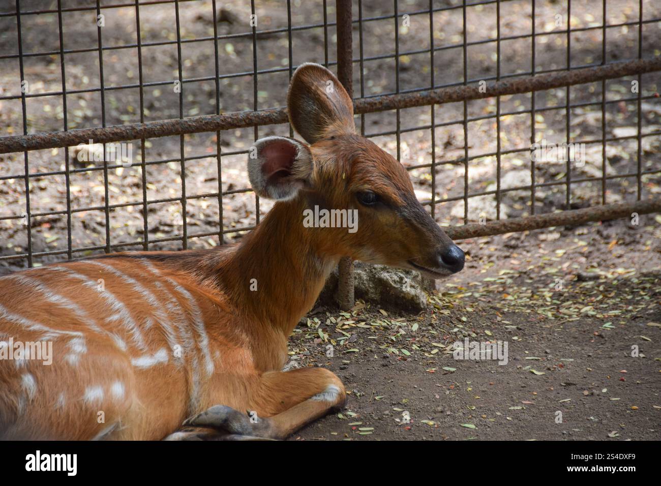 Chital or cheetal, Axis axis, spotted deers or axis deer in zoo Stock ...