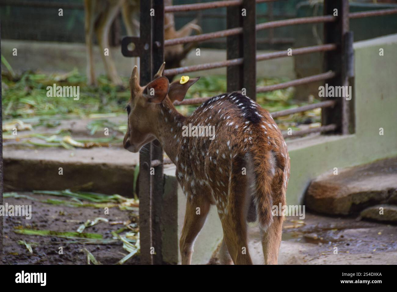 Chital or cheetal, Axis axis, spotted deers or axis deer in zoo Stock ...