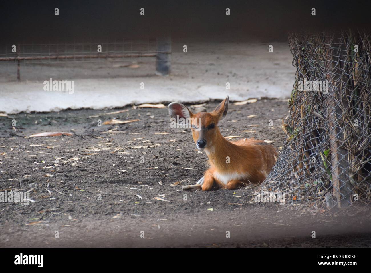 Sitatunga or marshbuck (Tragelaphus spekii) in the zoo Stock Photo - Alamy