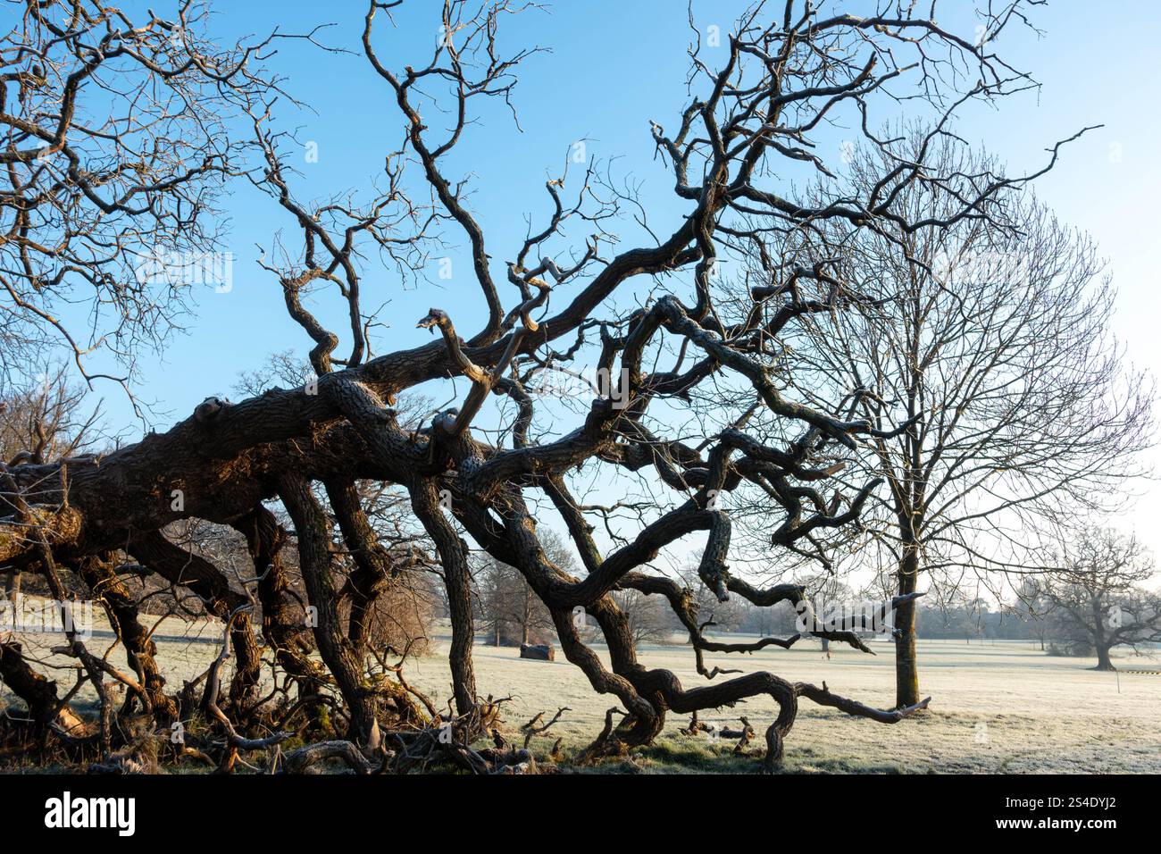 An old, gnarly tree has fallen in Prospect Park, Reading UK ...