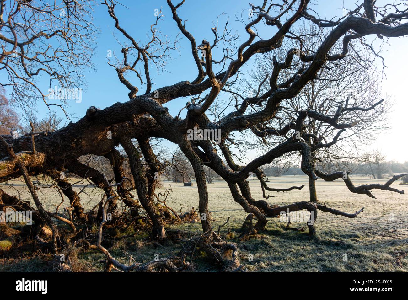 An old, gnarly tree has fallen in Prospect Park, Reading UK ...