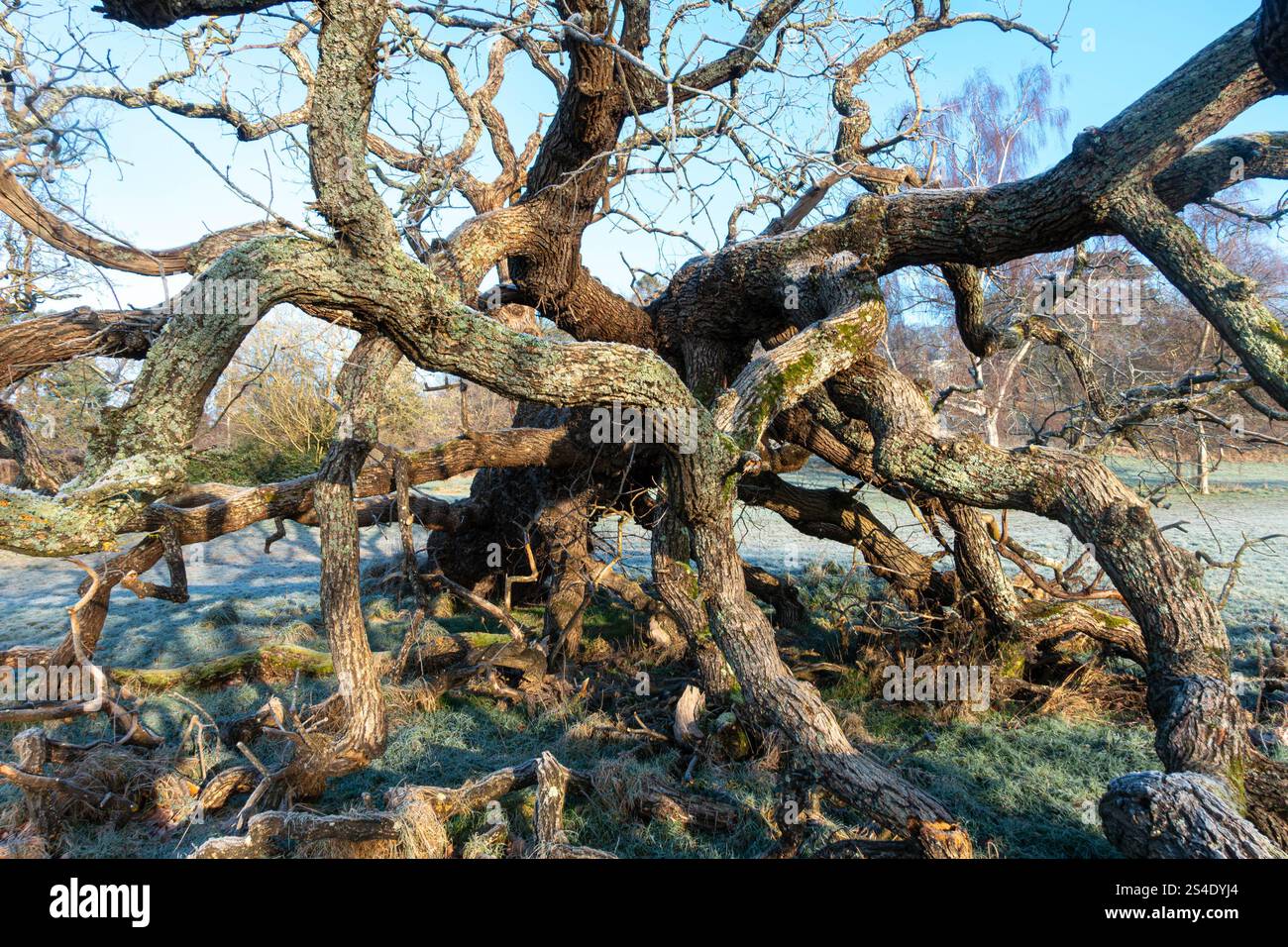 An old, gnarly tree has fallen in Prospect Park, Reading UK ...