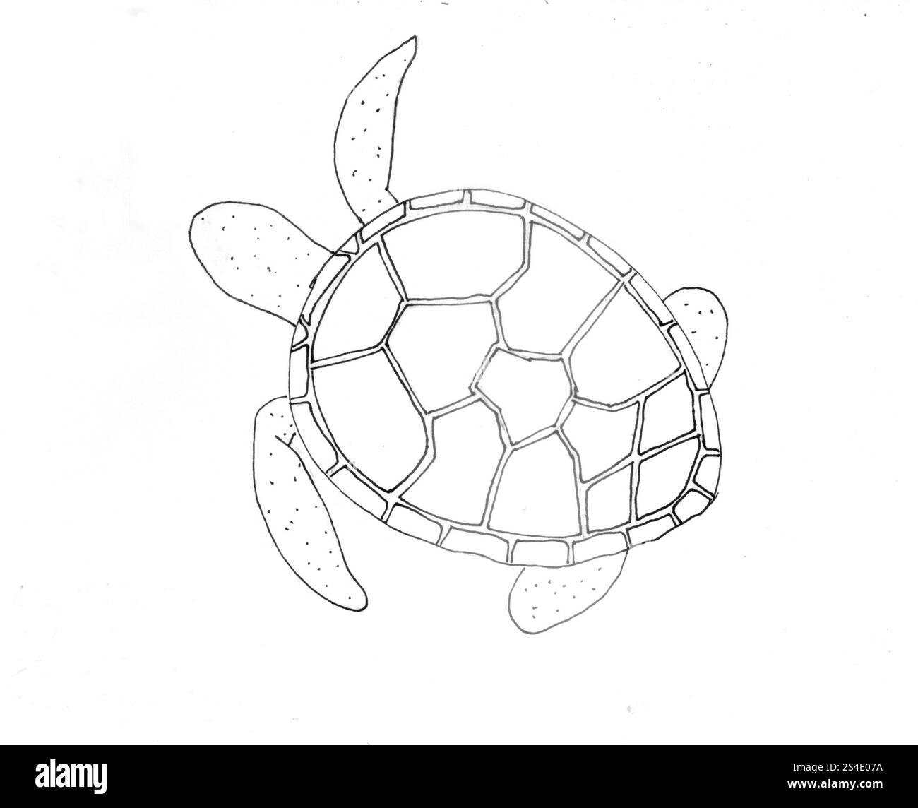line illustration of a sea turtle Stock Photo - Alamy