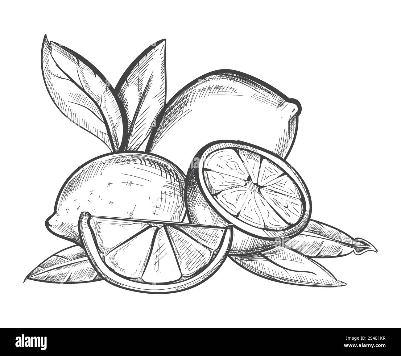 Lemons hand drawn vector illustration in black and white. Fruit citrus sketch. Lemons hand drawn ...
