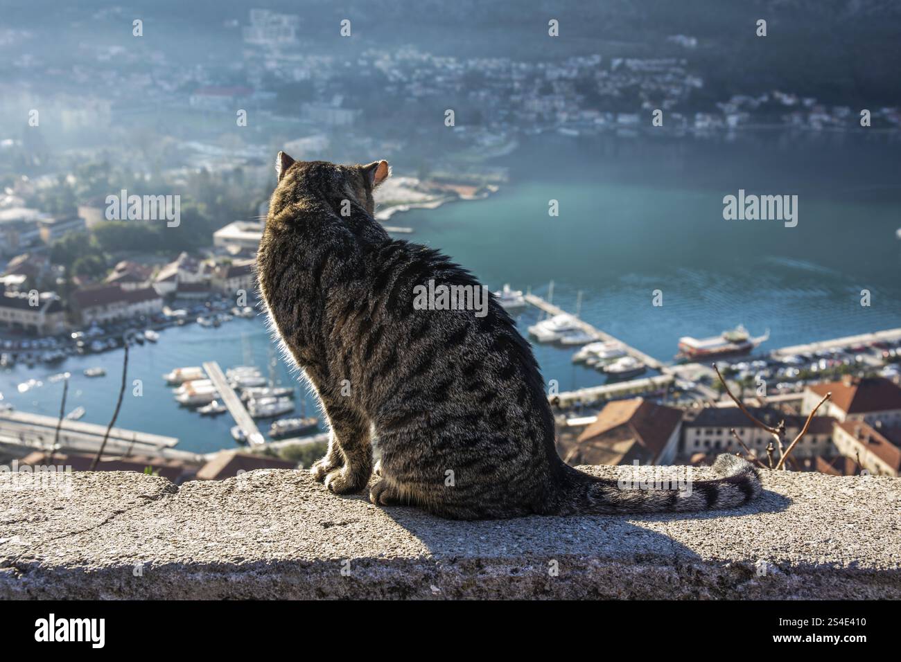 Cat looking from the fortress wall to the city and harbour of Kotor ...