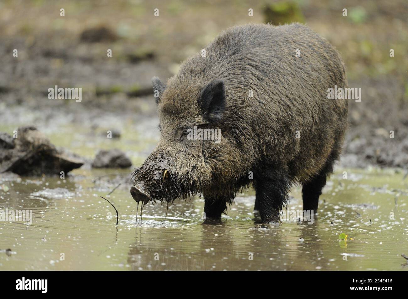 A wild boar searches for food in muddy water, wild boar (Sus scrofa ...
