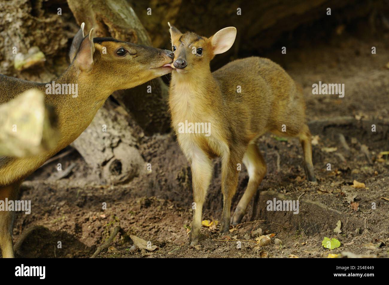 A muntjac shows affection to a young animal in the shady forest ...
