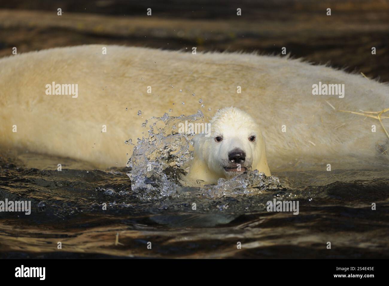 A young polar bear swims in the water, surrounded by splashing water ...