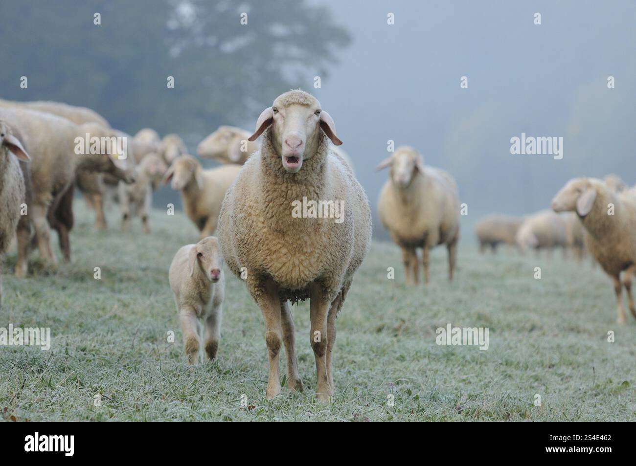 A flock of sheep with a leading sheep in the morning fog, domestic ...