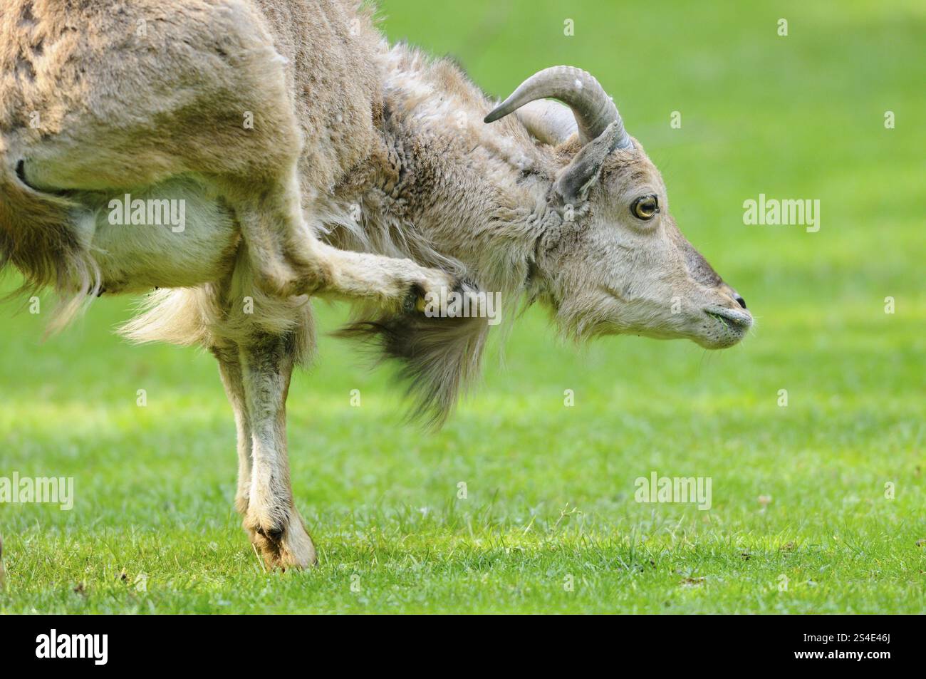 A wild sheep on a green meadow raises its leg, Mane jumper (Ammotragus ...