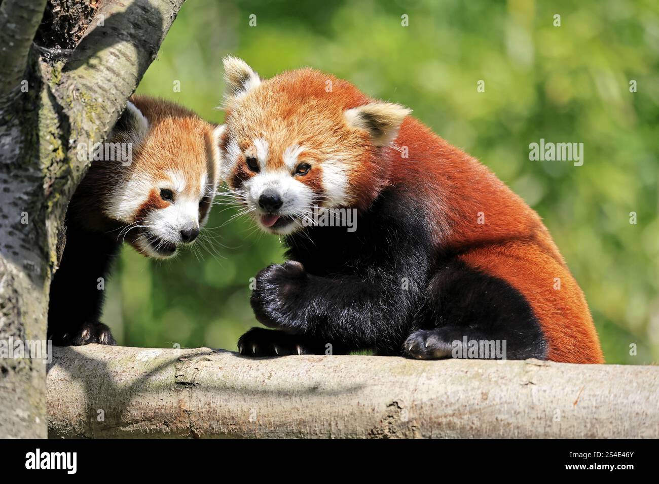 Western Red panda Ailurus fulgens), adult, on tree, two, pair, captive ...