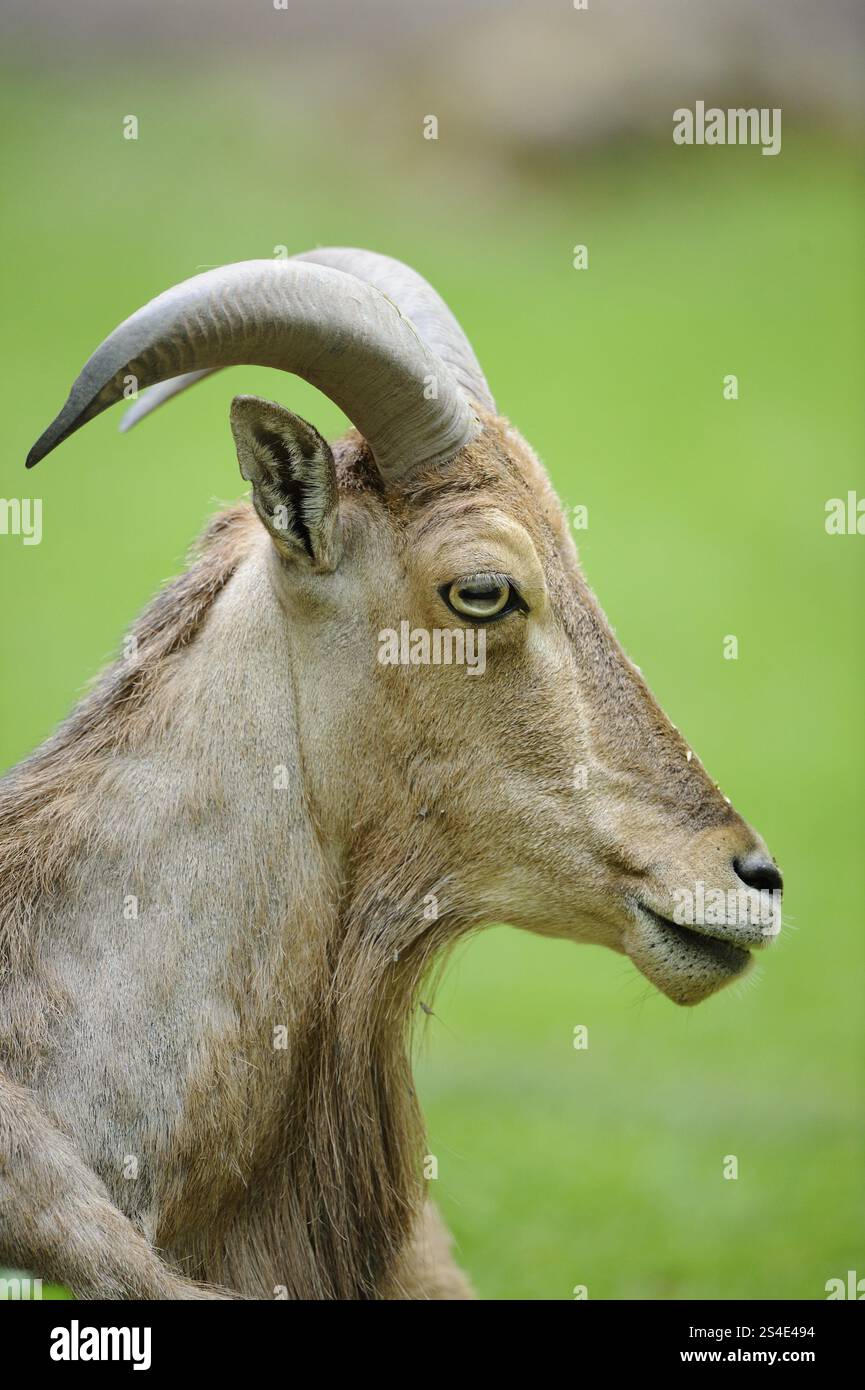 Wild sheep in profile view with its curved horns, maned jumper ...